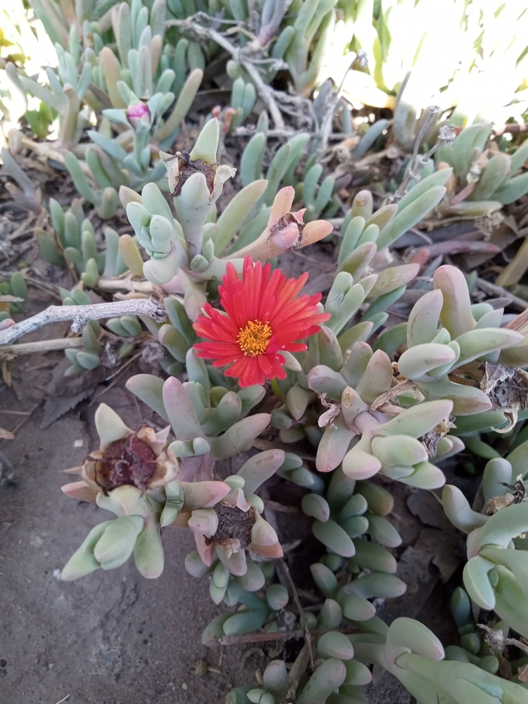 Stone plants from Bahía Blanca, Provincia de Buenos Aires, Argentina on ...