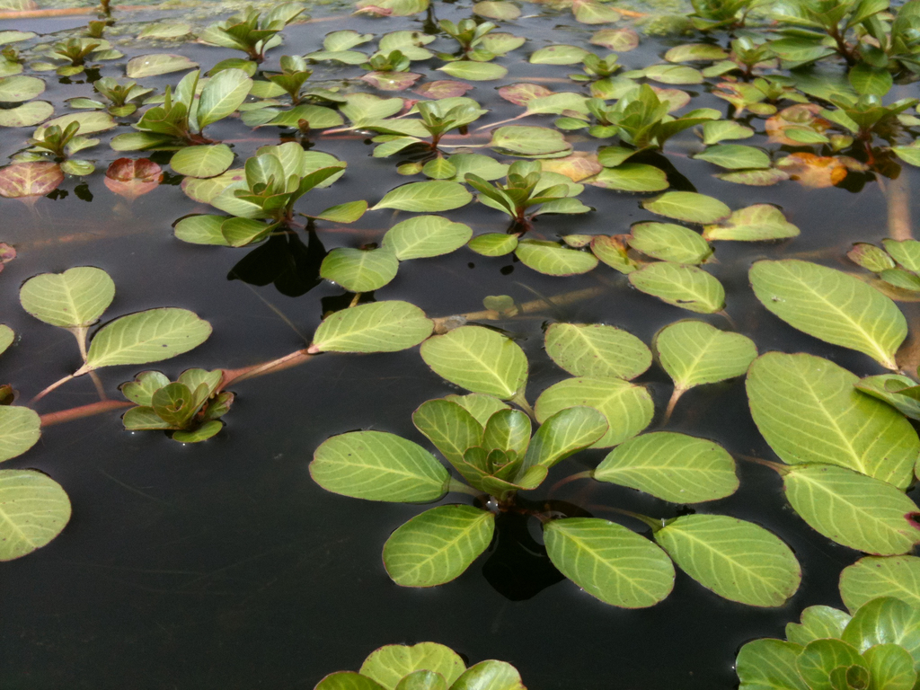 floating primrose-willow from Abbotts Lagoon, Pt. Reyes National ...