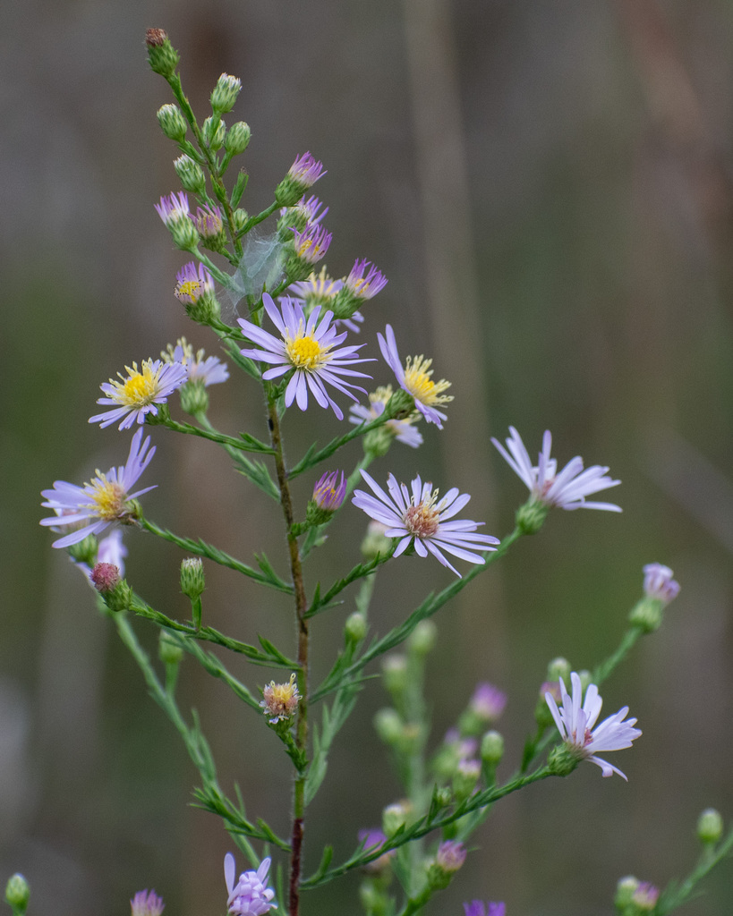 Frost Aster from Peterborough County, ON, Canada on September 17, 2024 ...