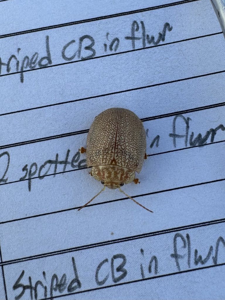 Dotted Paropsine Leaf Beetle from Pomona, CA, USA on September 6, 2024 ...