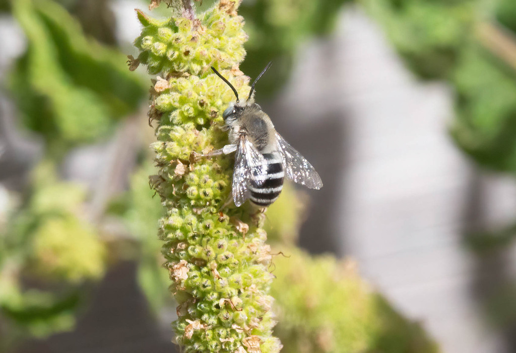 Urbane Digger Bee from Santa Clara County, CA, USA on September 17 ...