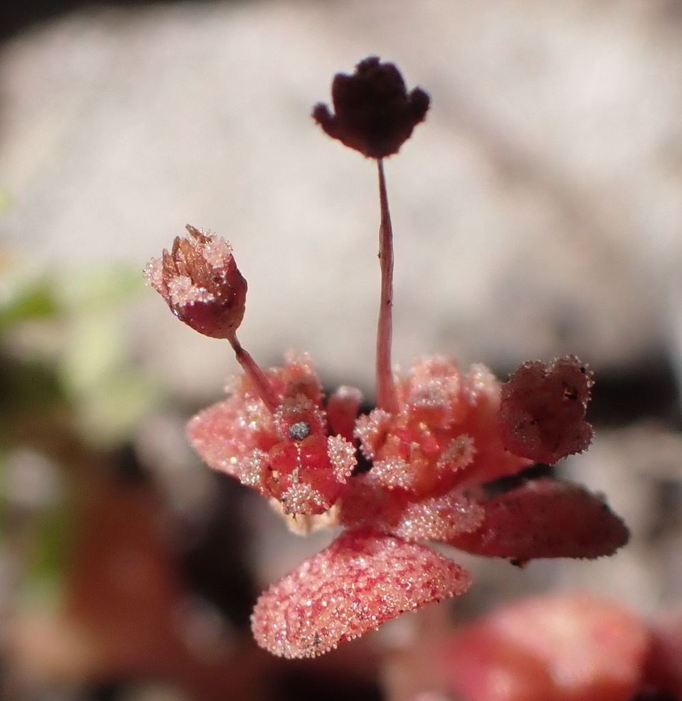 Mini Stonecrop from Brenton-on-Sea, 6570, South Africa on September 17 ...
