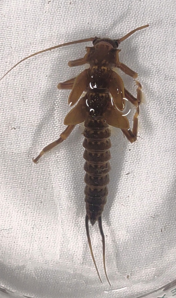 Giant Stoneflies (Aquatic macroinvertebrates in Iowa) · iNaturalist