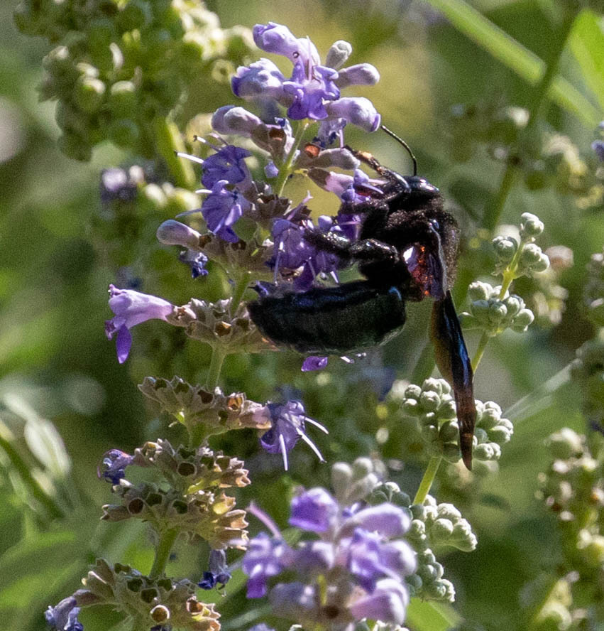 Western Carpenter Bee from Desert National Wildlife Refuge, Clark ...