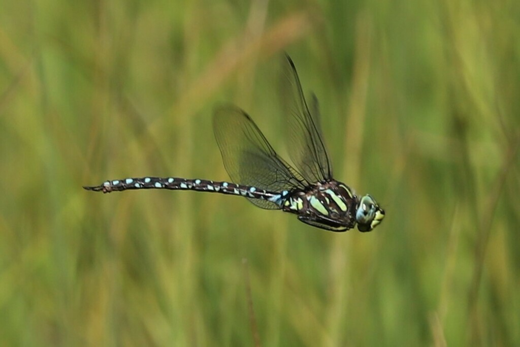 Sedge Darner from Whatcom County, WA, USA on August 30, 2024 at 01:26 ...