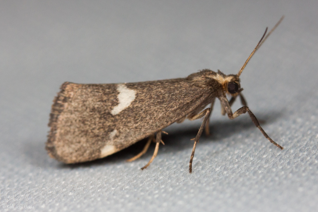 Cisthene liberomacula (Moths of Quail Hollow) · iNaturalist