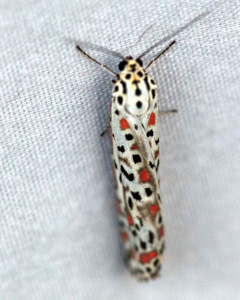 Heliotrope Moth from Big Desert VIC 3490, Australia on September 11 ...