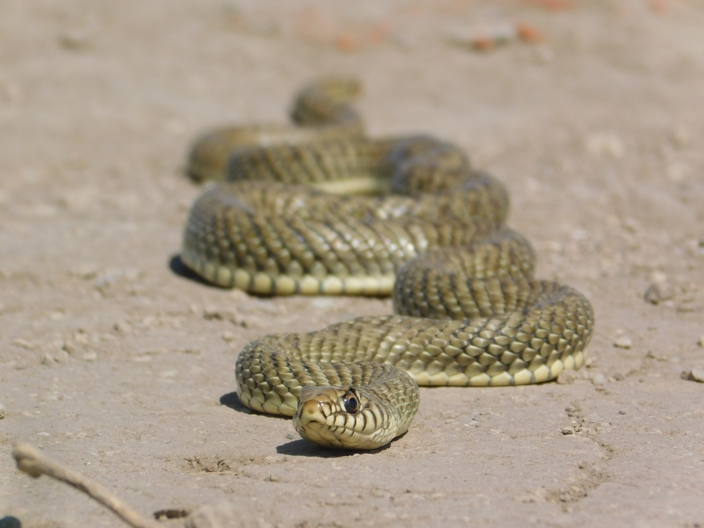 Patagonian Racer from Bahía Blanca, Provincia de Buenos Aires ...