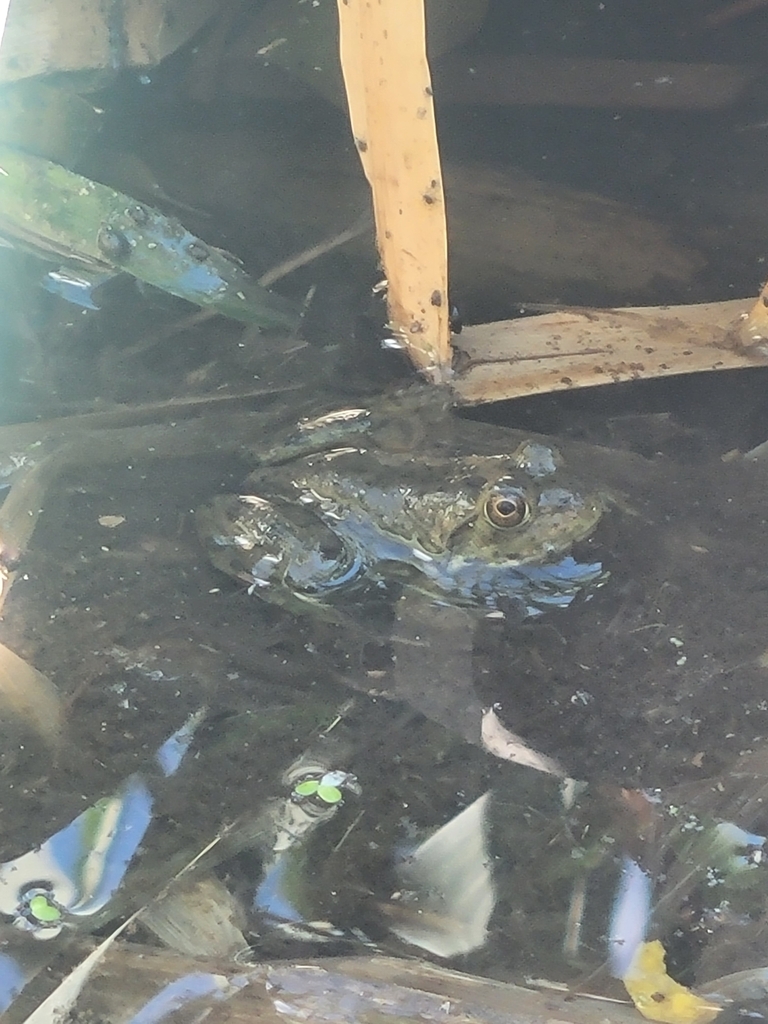 American Bullfrog from Ogden, UT, USA on September 18, 2024 at 03:03 PM ...