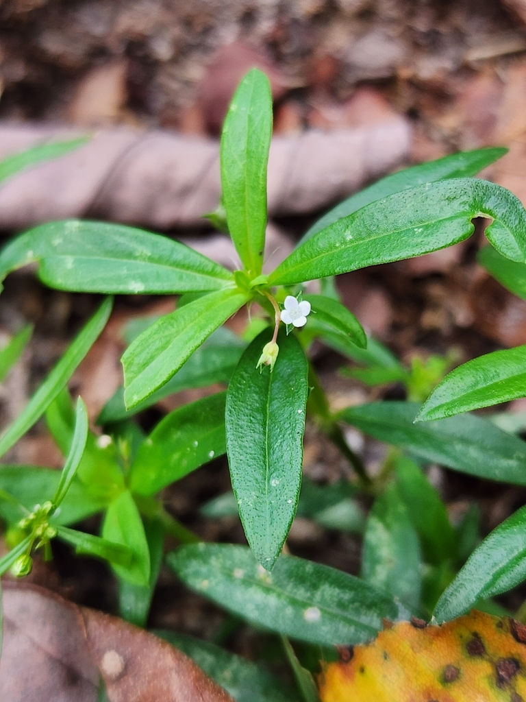 Old World Diamond Flower from Blythewood, SC, USA on September 18, 2024 ...