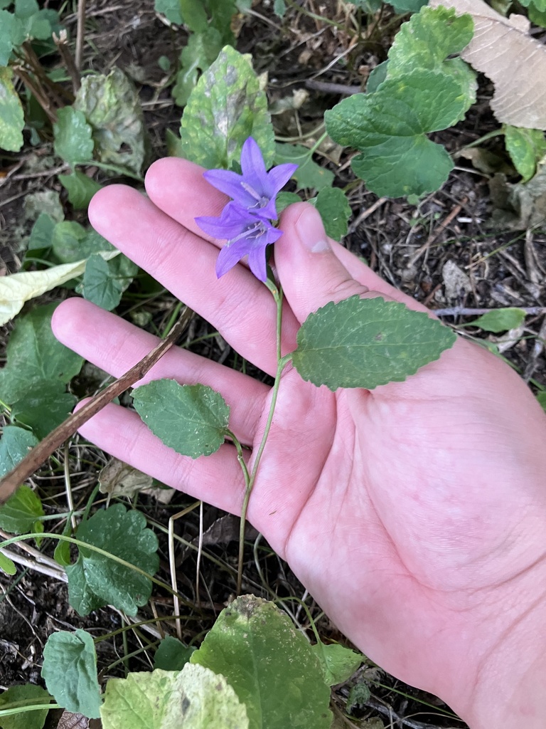 Creeping Bellflower from Queen Ave S, Minneapolis, MN, US on September ...