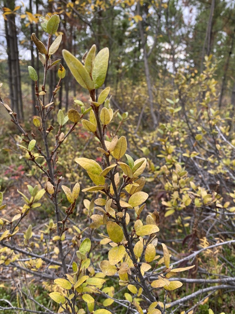 Canadian buffalo-berry from University Dr, Whitehorse, YT, CA on ...