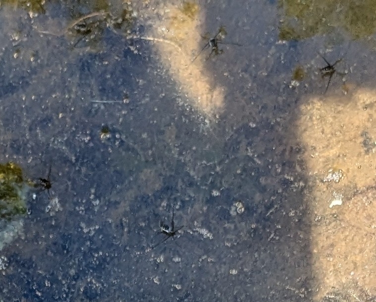 Trepobates subnitidus from Stillwater Township, NJ 07860, USA on ...