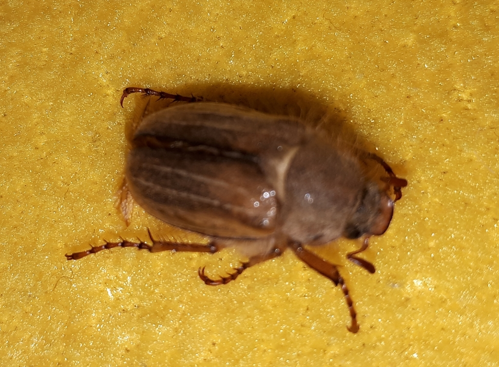 Summer Chafer from Zwickau, DE-SN, DE on June 27, 2019 at 09:55 AM by ...