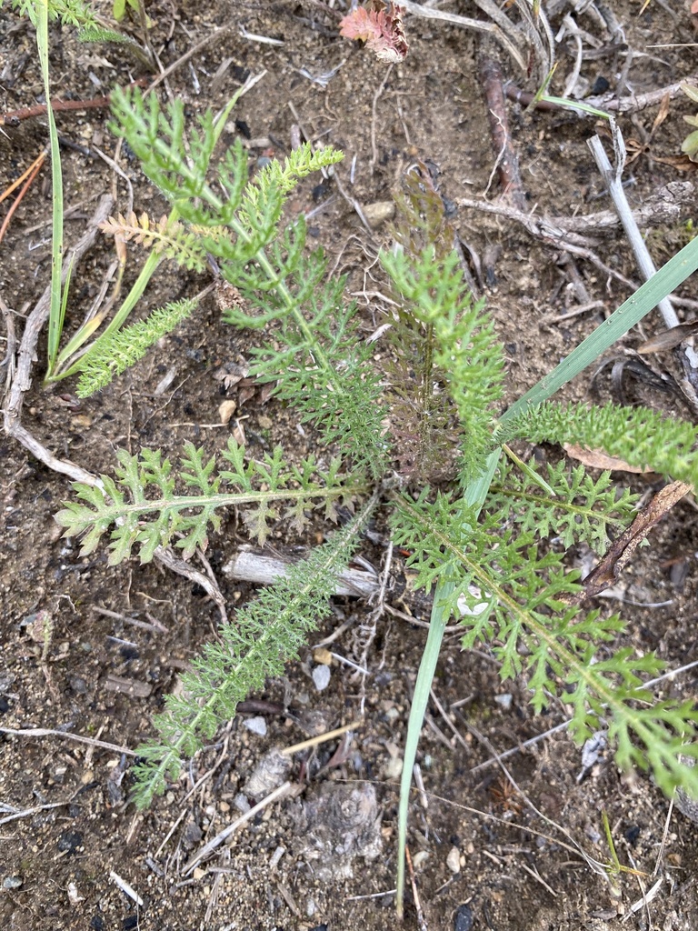 common yarrow from University Dr, Whitehorse, YT, CA on September 18 ...