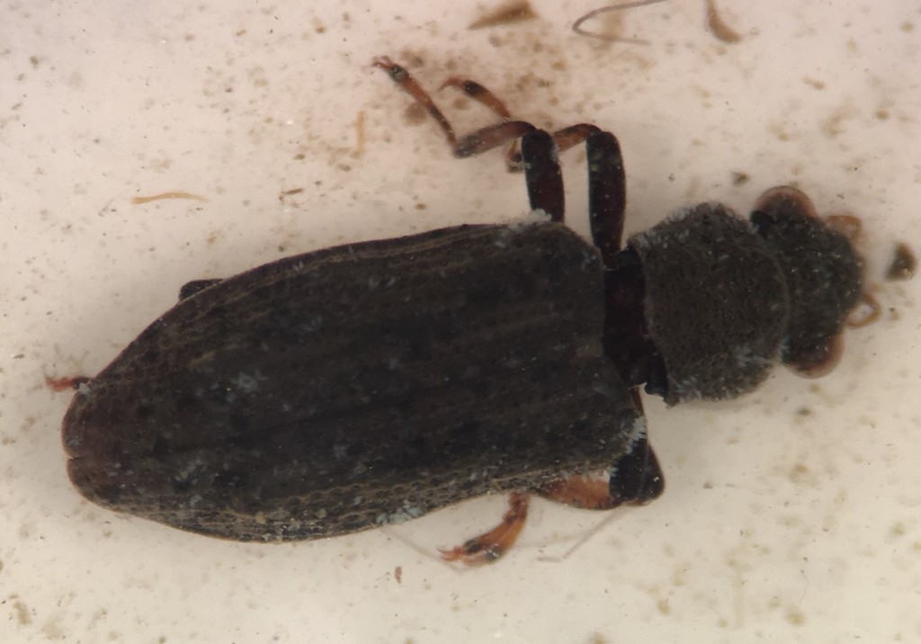 Hydrochus rugosus from Lafayette County, MS, USA on June 27, 2019 by ...