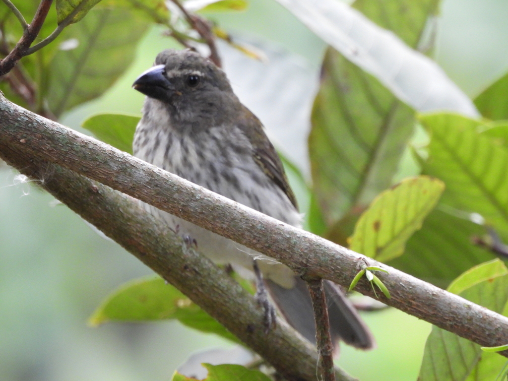 Streaked Saltator from Anolaima, Cundinamarca, Colombia on September 13 ...