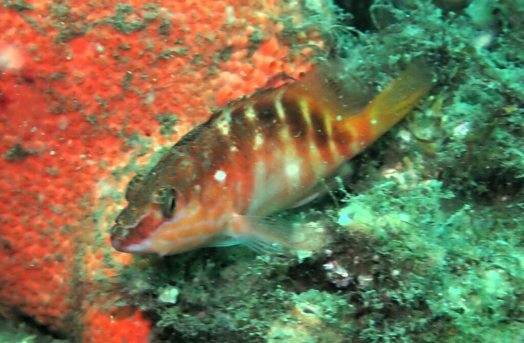 Halfbanded Seaperch from Port Stephens, NSW, Australia on March 4, 2024 ...