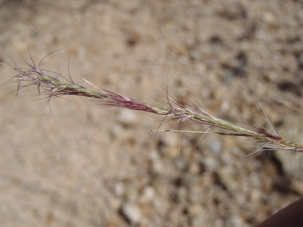 Red Grama from Pima County, AZ, USA on September 18, 2024 at 09:40 AM ...