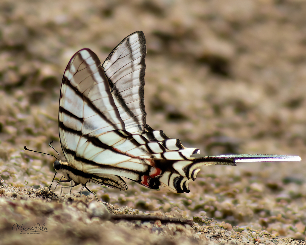 Eurytides epidaus tepicus from Culiacán, Sin., México on June 28, 2024 ...