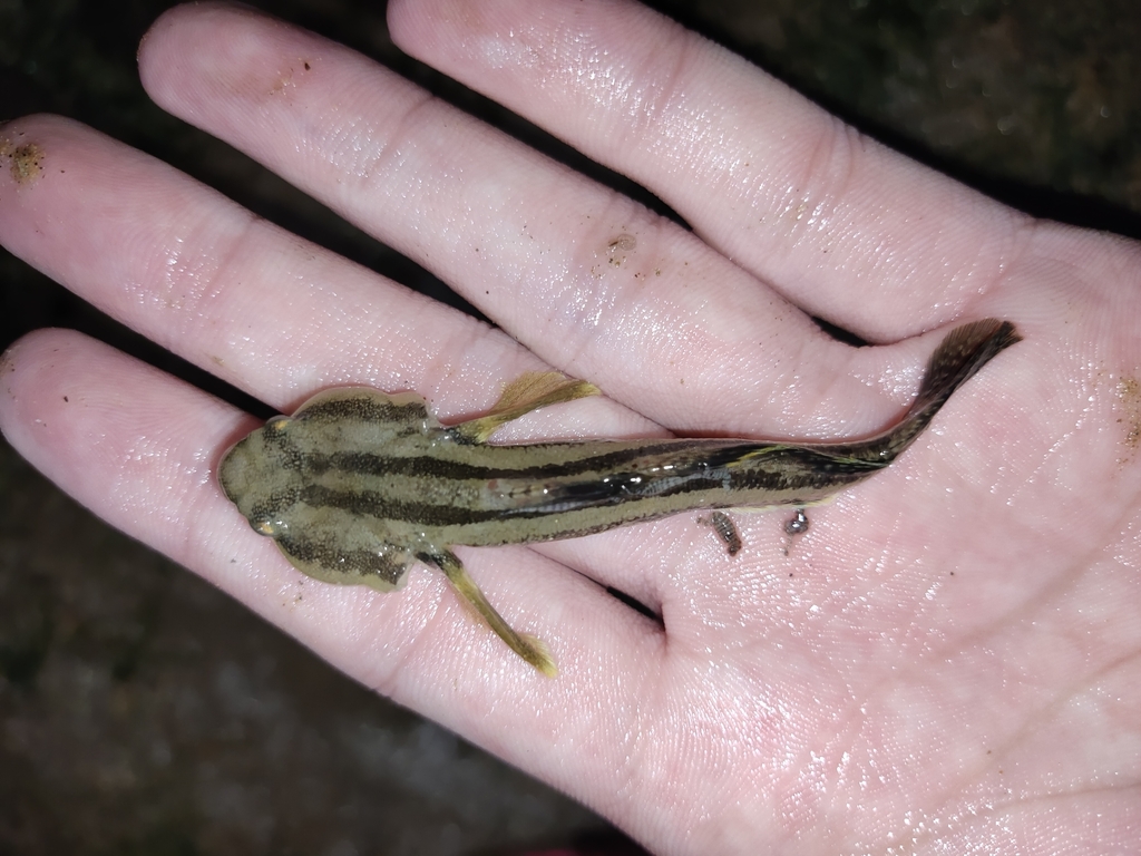 chameleon gobies from Qingdao, CN-SD, CN on July 2, 2024 at 10:47 PM by ...