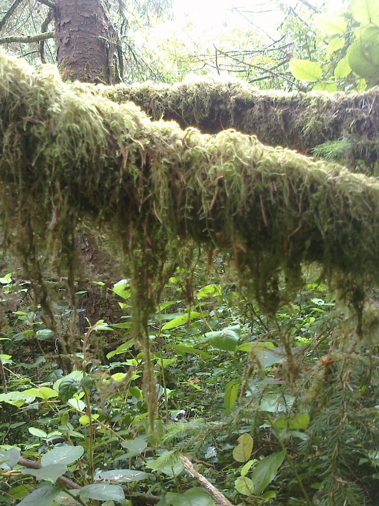 Mouse-tail Moss (Pseudisothecium myosuroides) - Botanical Realm