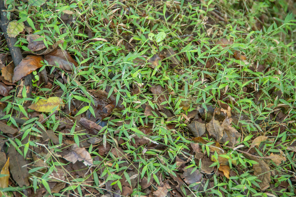 Basket Grass from Whatatutu, New Zealand on September 18, 2024 at 09:39 ...