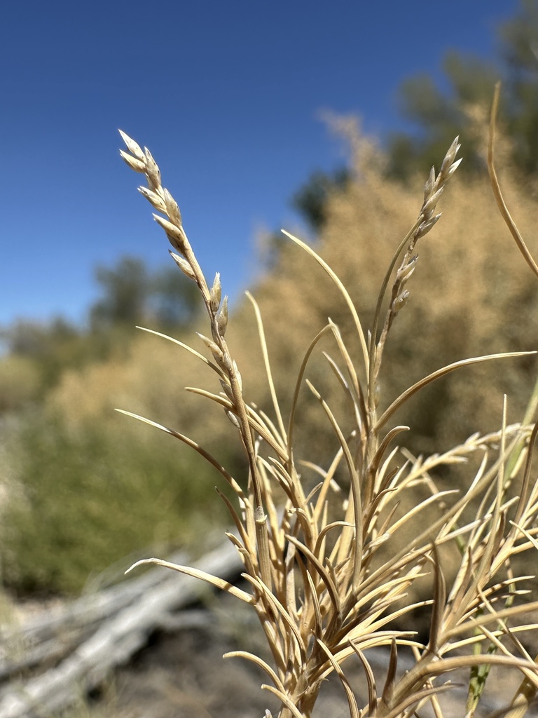 aparejo grass from Amargosa Valley, NV, US on September 18, 2024 at 12: ...