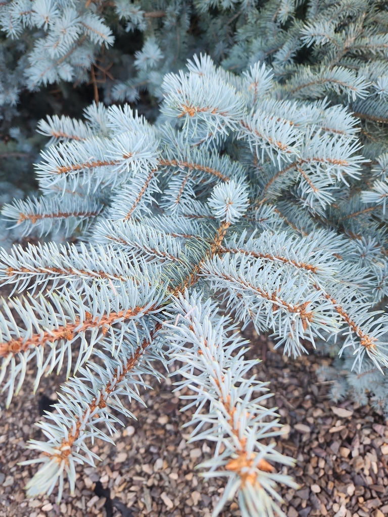 blue spruce from Flagstaff, AZ, USA on September 18, 2024 by Savannah ...