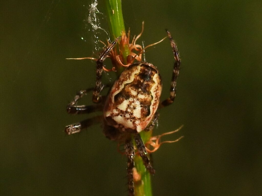 Eastern Bush Orbweaver from Coomba Park NSW 2428, Australia on ...