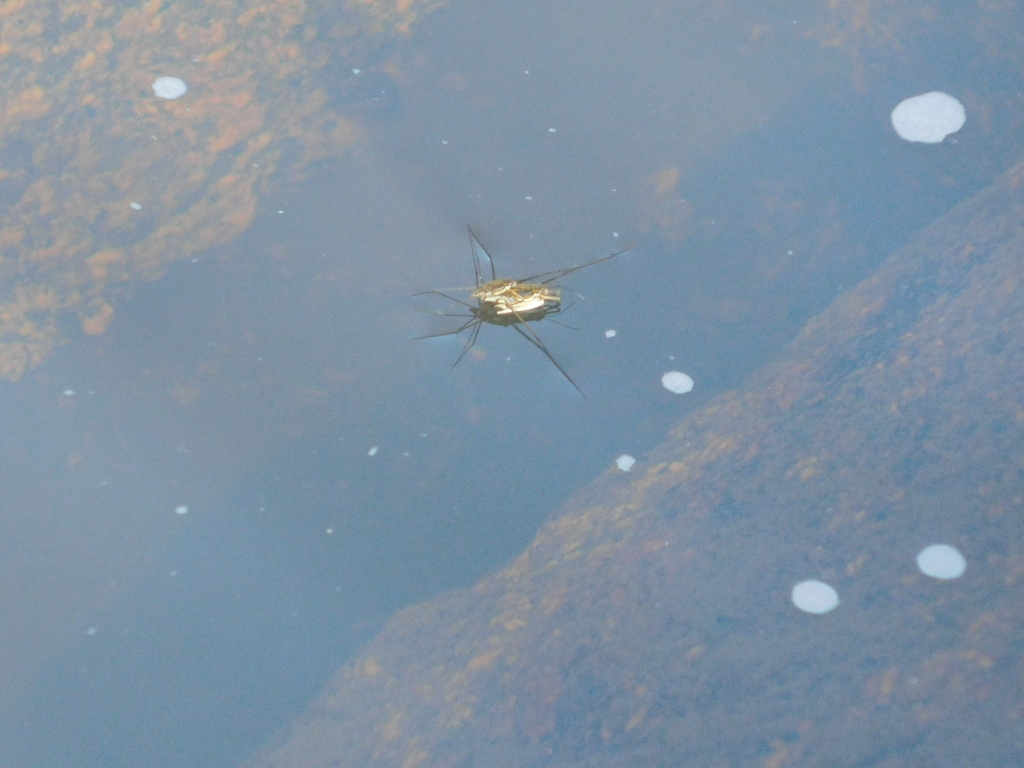 Tenagogerris euphrosyne from Girraween QLD 4382, Australia on September ...