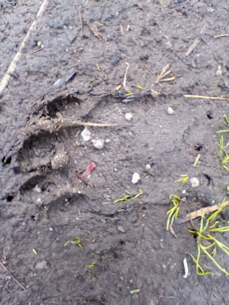 Tasmanian Devil from Rushy Lagoon TAS 7264, Australia on September 14 ...