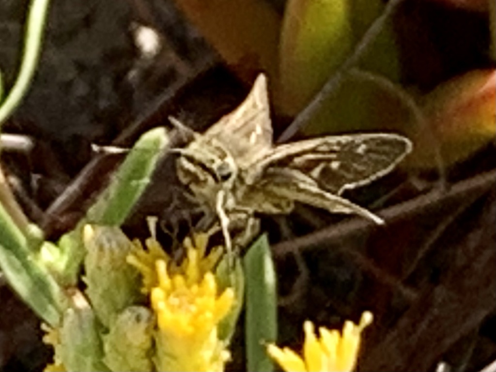 Wandering Skipper from Ensenada, B.C., MX on September 18, 2024 at 10: ...