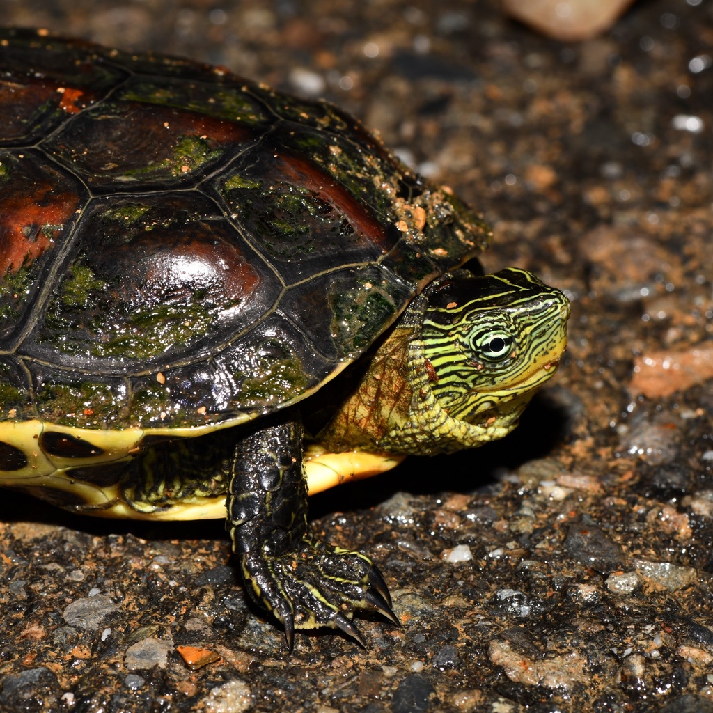 Common thread turtle from 國立屏東科技大學, 內埔鄉, PIF, TW on August 18, 2024 at ...