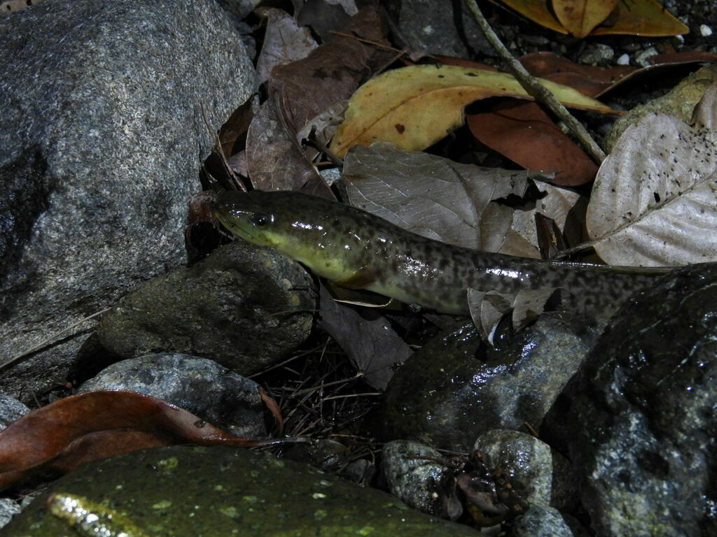Marbled Eel in August 2024 by Aubrey Jayne Padilla · iNaturalist