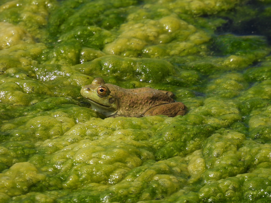 American Bullfrog from Sweetwater Wetlands, Tucson, AZ, US on September ...