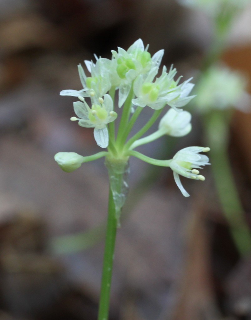 Narrowleaf Wild Leek (Forbs of Appalachia) · iNaturalist