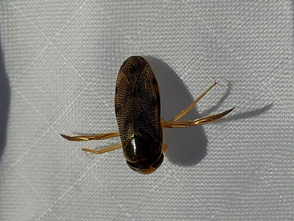 Hesperocorixa in September 2024 by Greg Pohl · iNaturalist