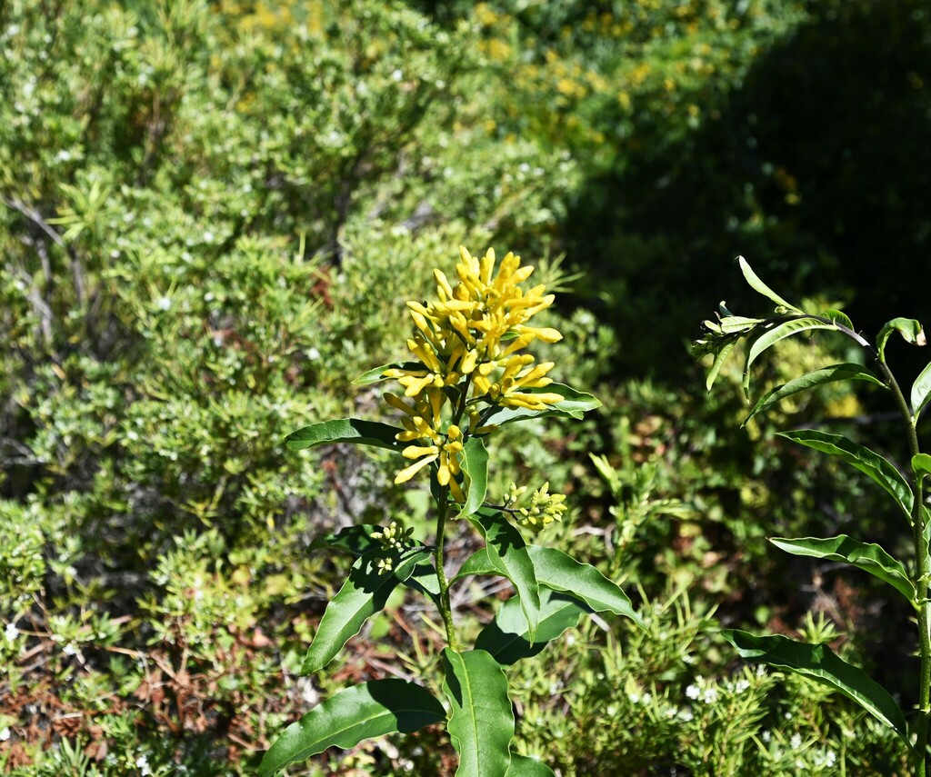 green cestrum from Sydney NSW, Australia on September 19, 2024 at 01:07 ...