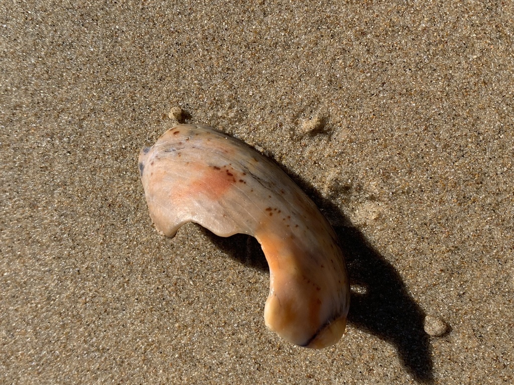 Cymbiola complexa from Tasman Sea, Urunga, NSW, AU on September 19 ...
