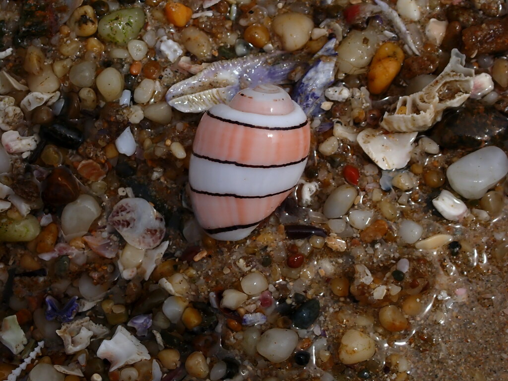 Pink Bubble Snail from Barcoongere NSW 2460, Australia on September 19 ...