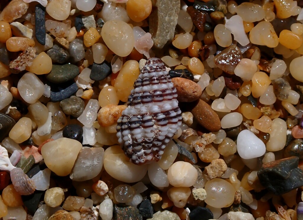 Engina concinna from Barcoongere NSW 2460, Australia on September 19 ...