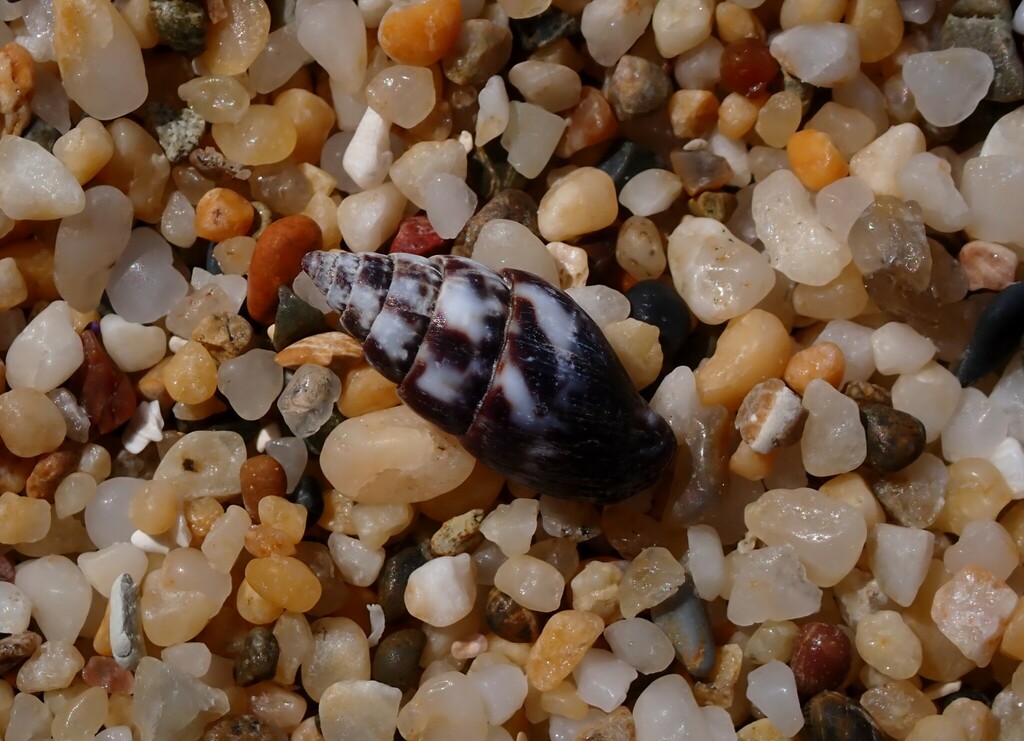 Austromitra volucra from Barcoongere NSW 2460, Australia on September 19, 2024 at 01:20 PM by ...