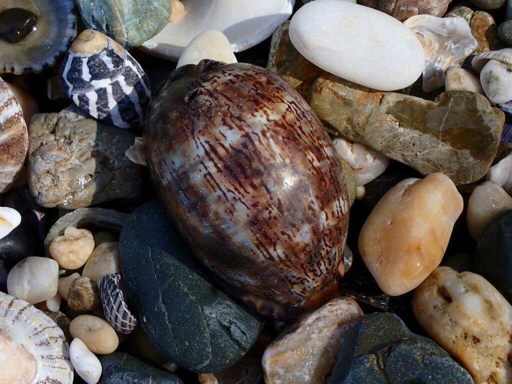 Arabian Cowry from Barcoongere NSW 2460, Australia on September 19 ...