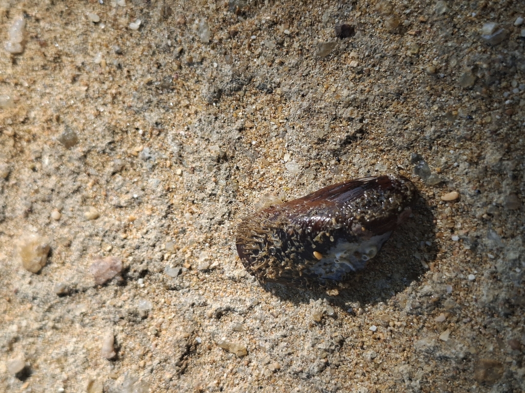 Modiolus from Wellaimanal, Sri Lanka on September 17, 2024 at 08:32 AM ...
