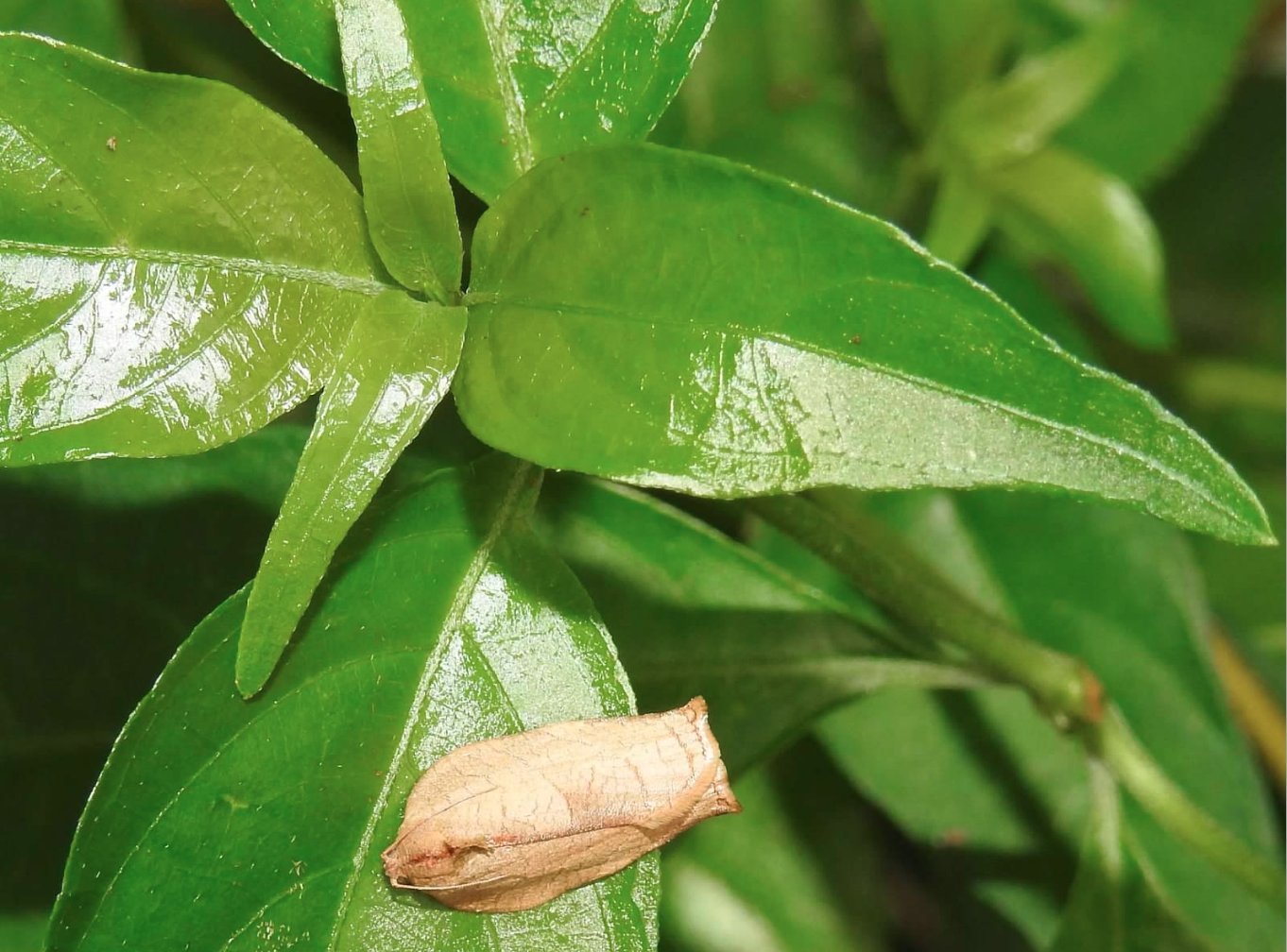 Homona coffearia (Nietner, 1861)