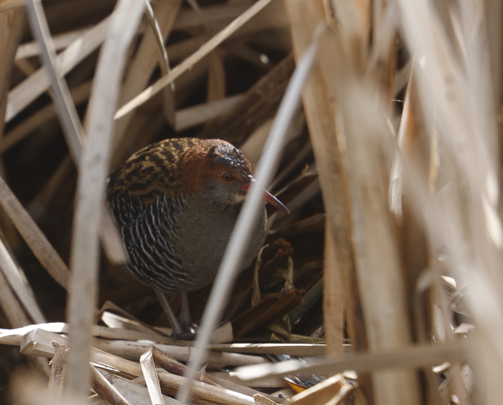 Lewin's Rail from Point Wilson VIC 3212, Australia on September 19 ...