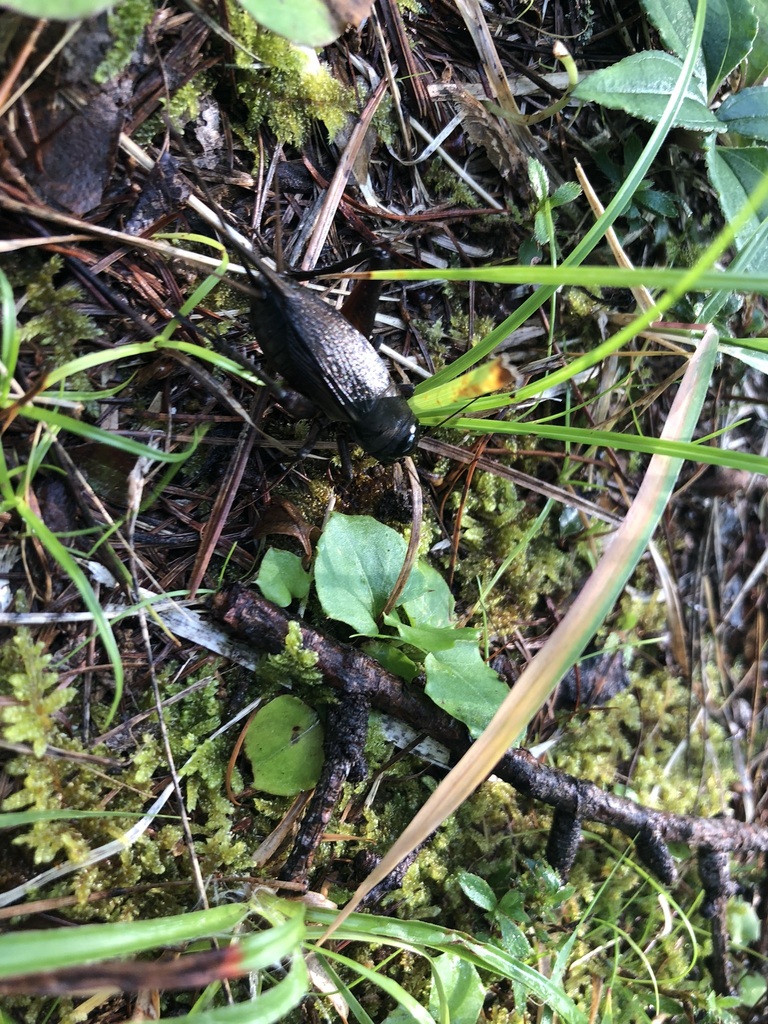 Emma Field Cricket from Toyosato, Nozawaonsen, Shimotakai District ...