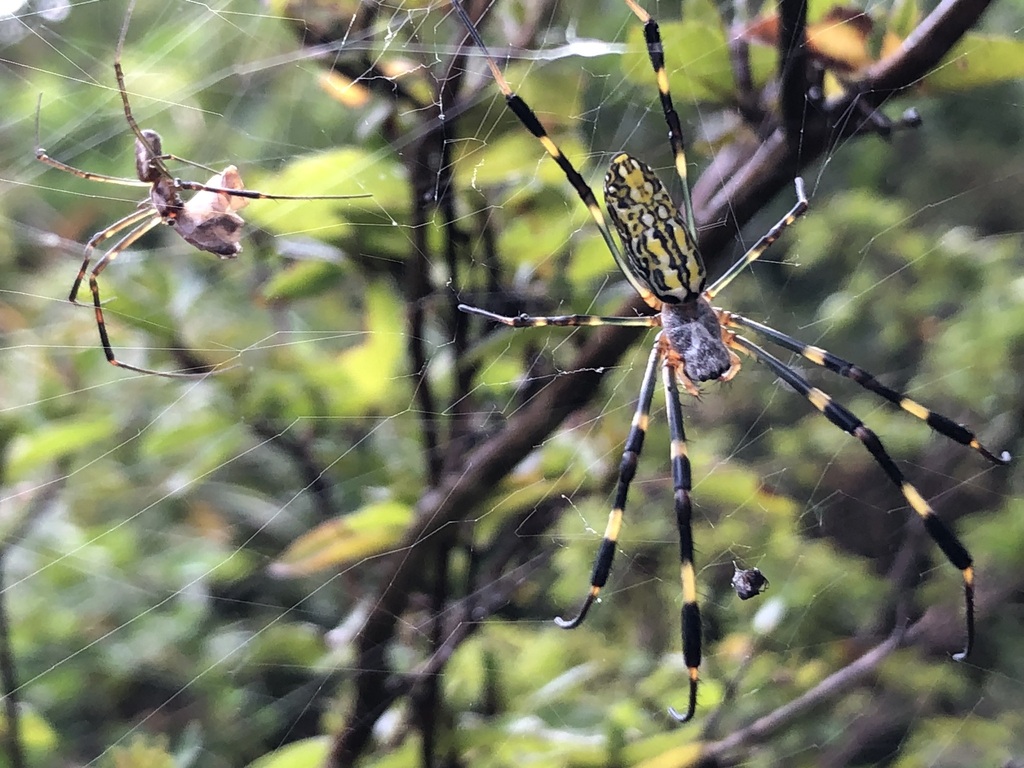 Joro Spider from Toyosato, Nozawaonsen, Shimotakai District, Nagano 389 ...