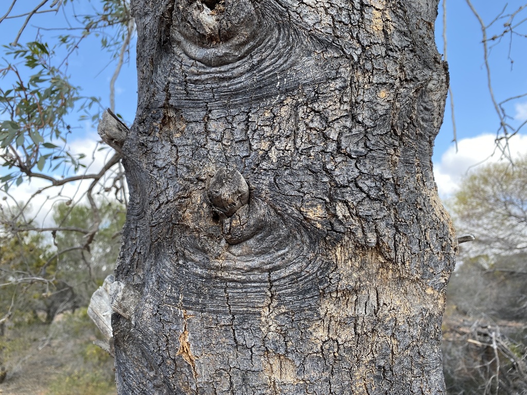 Bell Fruit Tree (Codonocarpus cotinifolius) - Botanical Realm